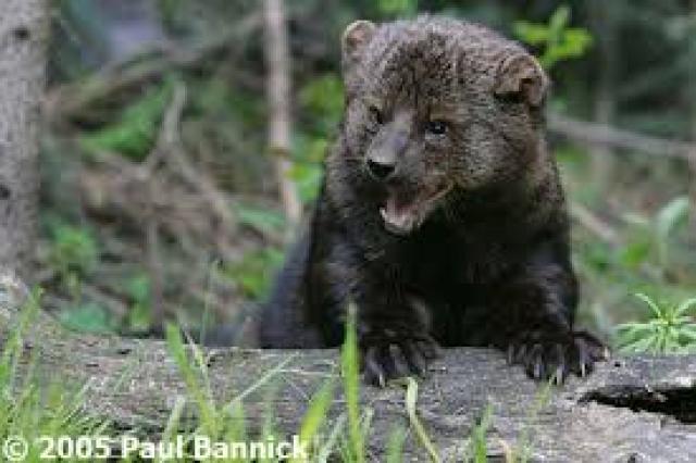 Pékan - Totems-Scouts.be