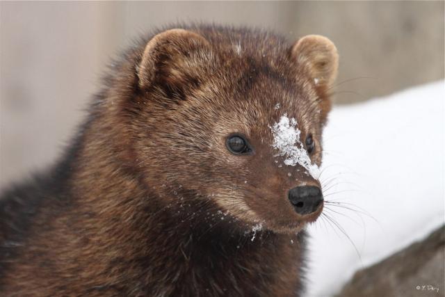 Pékan - Totems-Scouts.be